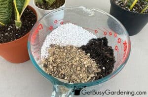 Snake Plant Soil: How To Choose The Best Sansevieria Potting Mix