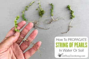 How To Propagate String Of Pearls In Water Or Soil