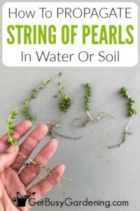How To Propagate String Of Pearls In Water Or Soil
