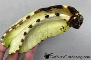 Watering Cactus Plants: When, How Often & How Much They Need