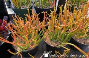 Firestick Plant Care: How To Grow Euphorbia tirucalli - Get Busy Gardening