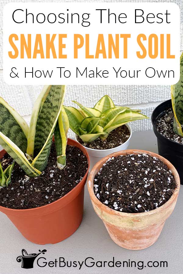 Snake Plant Soil How To Choose The Best Sansevieria Potting Mix Snake Plant Soil How To Choose The Best Sansevieria Potting Mix