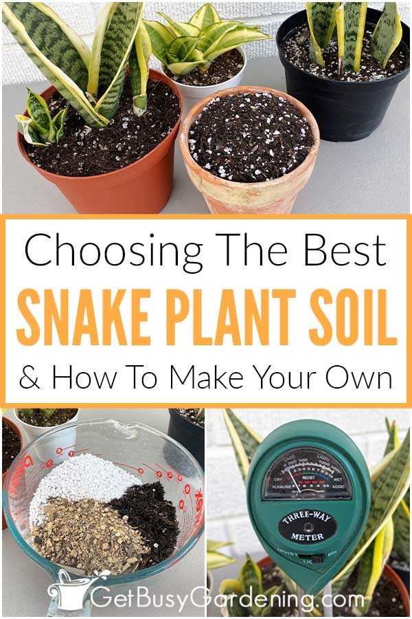 Snake Plant Soil How To Choose The Best Sansevieria Potting Mix Snake Plant Soil How To Choose The Best Sansevieria Potting Mix
