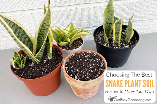 Snake Plant Soil How To Choose The Best Sansevieria Potting Mix