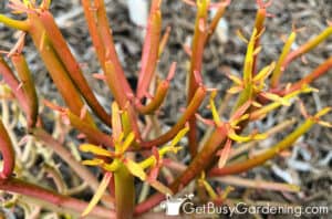Firestick Plant Care: How To Grow Euphorbia tirucalli - Get Busy Gardening
