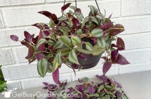 Pruning Wandering Jew (Tradescantia) & How To Make It Bushy