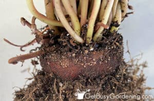 Cyclamen Dormancy: When, How Long, & How To Revive It