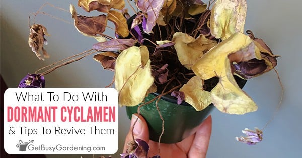 Cyclamen Dormancy: When, How Long, & How To Revive It
