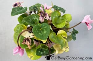 Cyclamen Dormancy: When, How Long, & How To Revive It
