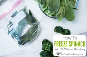 How To Freeze Spinach (With Or Without Blanching)