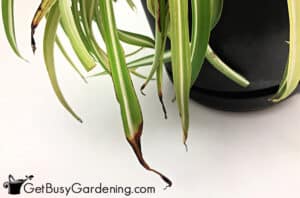 Spider Plant Tips Brown? Here's Why & 7 Ways To Fix It