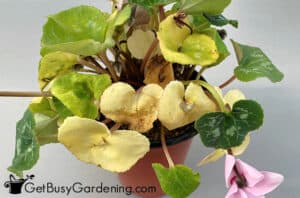 Cyclamen Dormancy: When, How Long, & How To Revive It