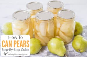 Canning Pears With Or Without A Pressure Canner