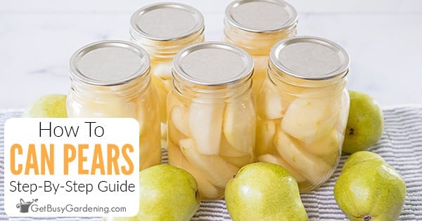 Canning Pears With Or Without A Pressure Canner