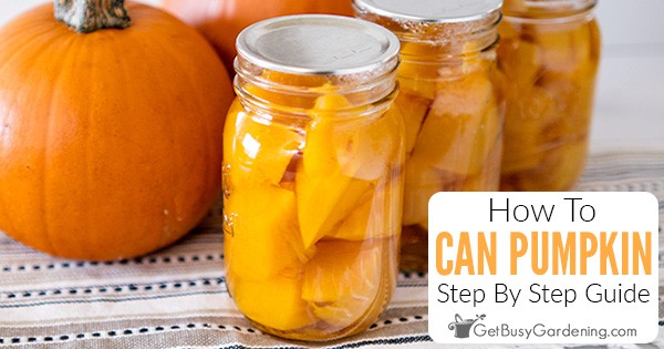 Canning Pumpkin: Complete How To Guide - Get Busy Gardening