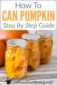 Canning Pumpkin: Complete How To Guide - Get Busy Gardening
