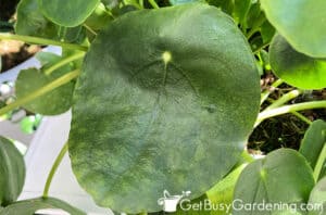 Chinese Money Plant Care: How To Grow Pilea peperomioides