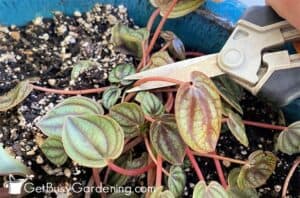 How To Propagate Peperomia In Water Or Soil - Get Busy Gardening
