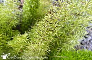 Foxtail Fern Care: How To Grow Asparagus densiflorus 'Myers'
