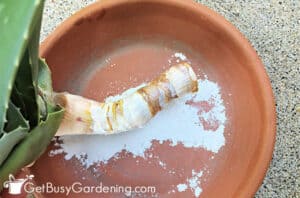 How To Root Aloe Vera Cuttings Step By Step - Get Busy Gardening