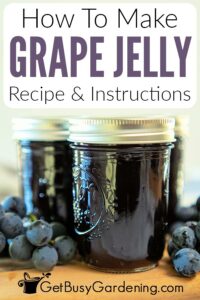 Homemade Grape Jelly Recipe (Quick & Easy!)