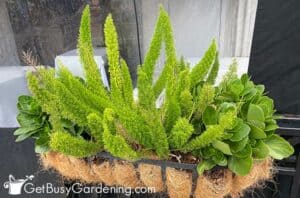 Foxtail Fern Care: How To Grow Asparagus densiflorus 'Myers'