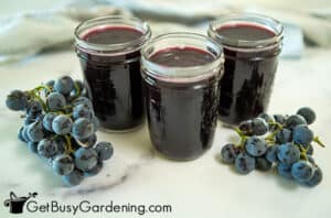 Homemade Grape Jelly Recipe (Quick & Easy!)