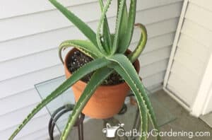 How To Root Aloe Vera Cuttings Step By Step - Get Busy Gardening