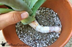 How To Root Aloe Vera Cuttings Step By Step - Get Busy Gardening