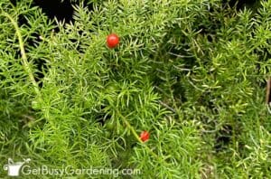Foxtail Fern Care: How To Grow Asparagus densiflorus 'Myers'