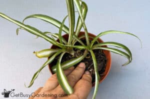 How To Propagate Spider Plants In Water Or Soil (5 Easy Steps!) - Get ...