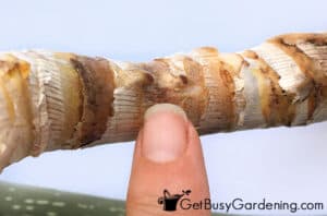 How To Root Aloe Vera Cuttings Step By Step - Get Busy Gardening