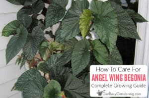 Angel Wing Begonia Plant Care & Growing Guide