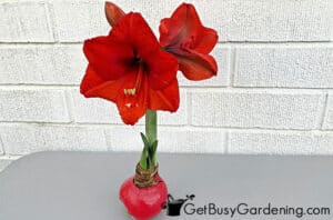 Waxed Amaryllis Bulbs Care & Complete Growing Instructions