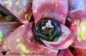 Bromeliad Watering Guide (When, How Often & How Much)