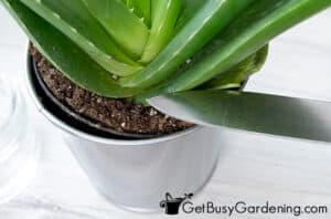 Harvesting Aloe Vera - How & When To Cut The Leaves