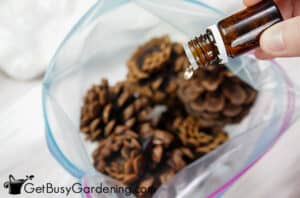 How To Make Scented Pine Cones At Home - Get Busy Gardening