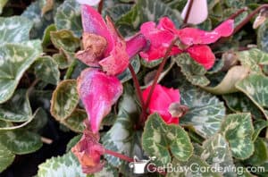 Cyclamen Care After Flowering: What To Do When The Blooms Die