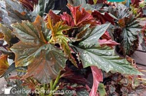Angel Wing Begonia Plant Care & Growing Guide