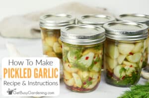 Pickled Garlic Recipe: Quick, Easy, Delicious - Get Busy Gardening