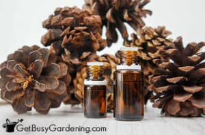 How To Make Scented Pine Cones At Home - Get Busy Gardening