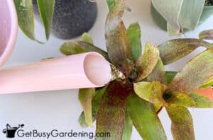 Bromeliad Watering Guide (When, How Often & How Much)