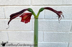 Amaryllis Care After Blooming - What To Do When The Flowers Die