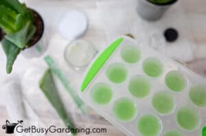 How To Store Aloe Vera Gel Or Leaves - Get Busy Gardening