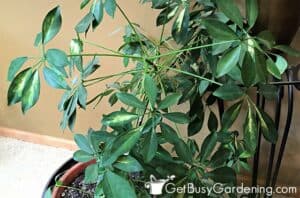 Umbrella Plant Care Guide: How To Grow Schefflera arboricola