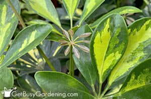 Umbrella Plant Care Guide: How To Grow Schefflera arboricola