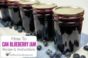 Canning Blueberry Jam - Recipe & Instructions