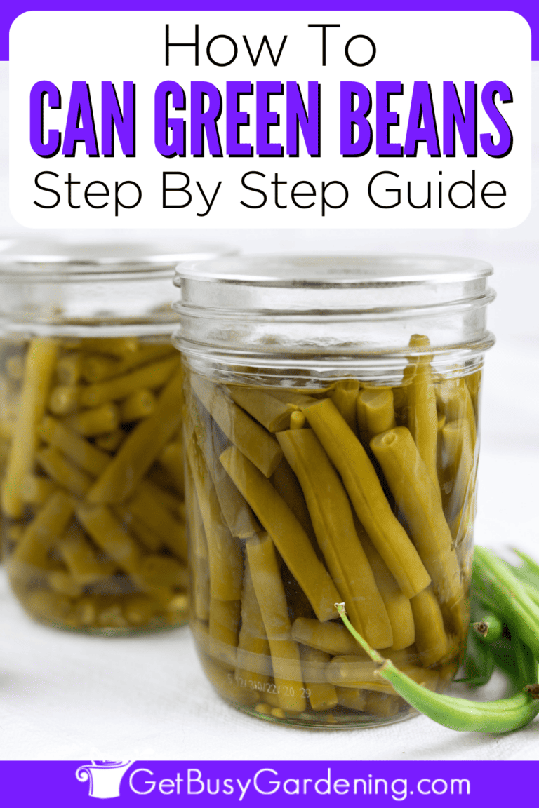 Canning Green Beans - The Complete How To Guide