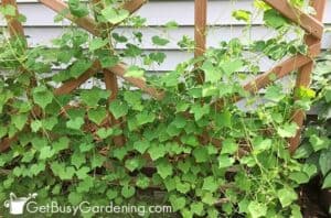 Growing Cucamelons: The Complete Mouse Melon Care Guide