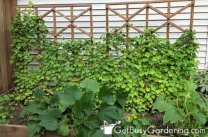 Growing Cucamelons: The Complete Mouse Melon Care Guide